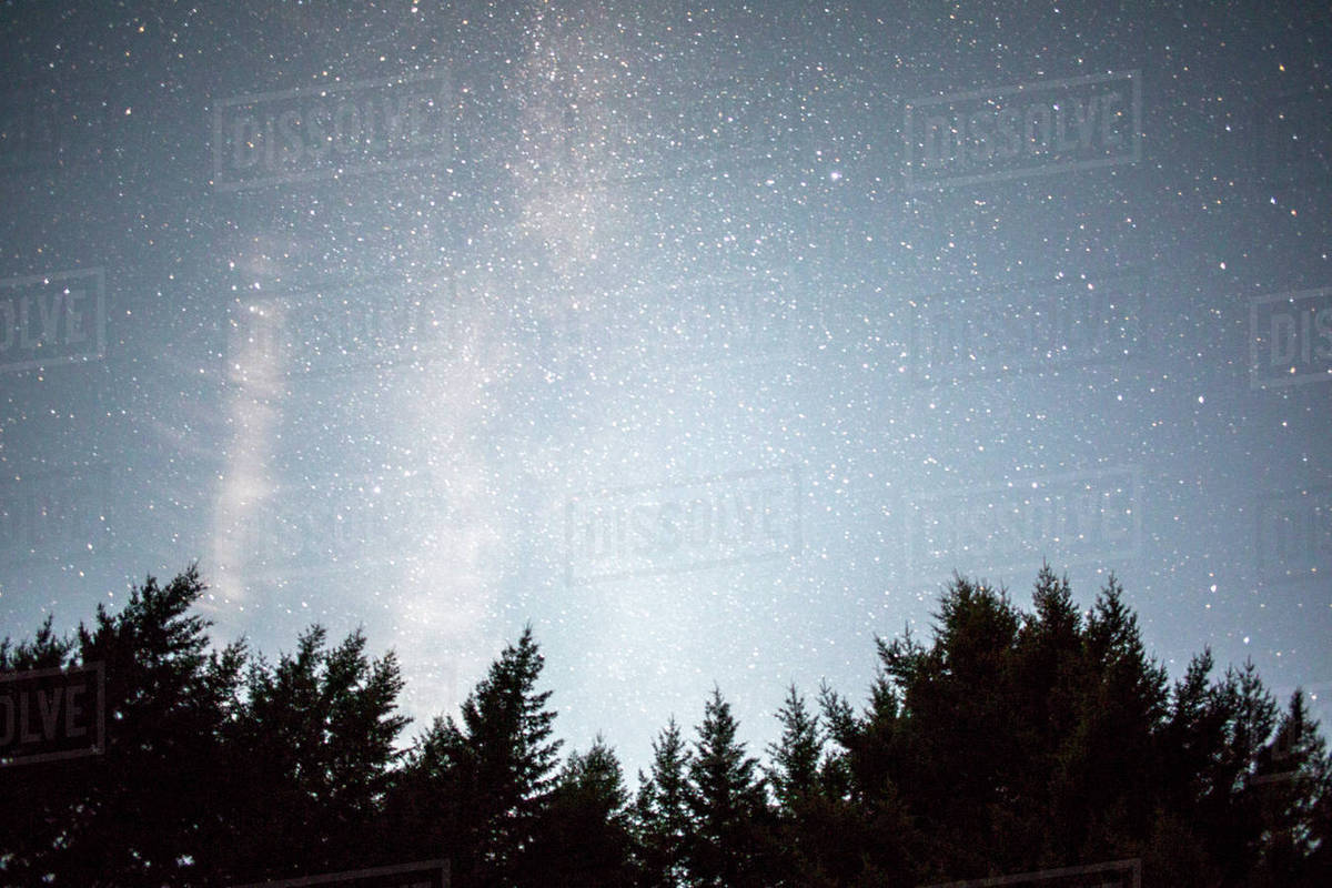 Stars in night sky over trees - Royalty-free Stock Photo | Dissolve