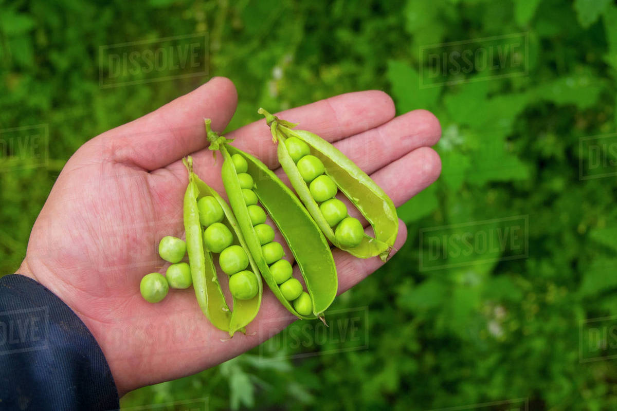 Hand holding ripe peas - Royalty-free Stock Photo | Dissolve