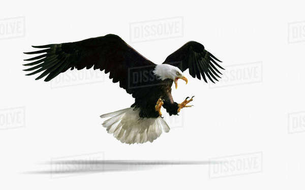Studio shot of fierce eagle flying - Royalty-free Stock Photo | Dissolve
