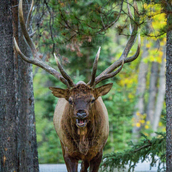 Portrait of elk near road - Royalty-free Stock Photo | Dissolve