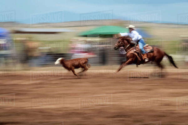 Cowgirl chasing calf in rodeo - Royalty-free Stock Photo | Dissolve