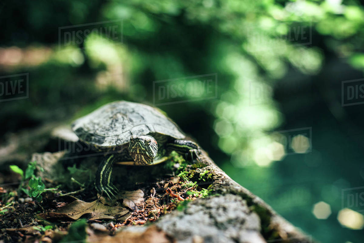 Turtle on rock - Royalty-free Stock Photo | Dissolve