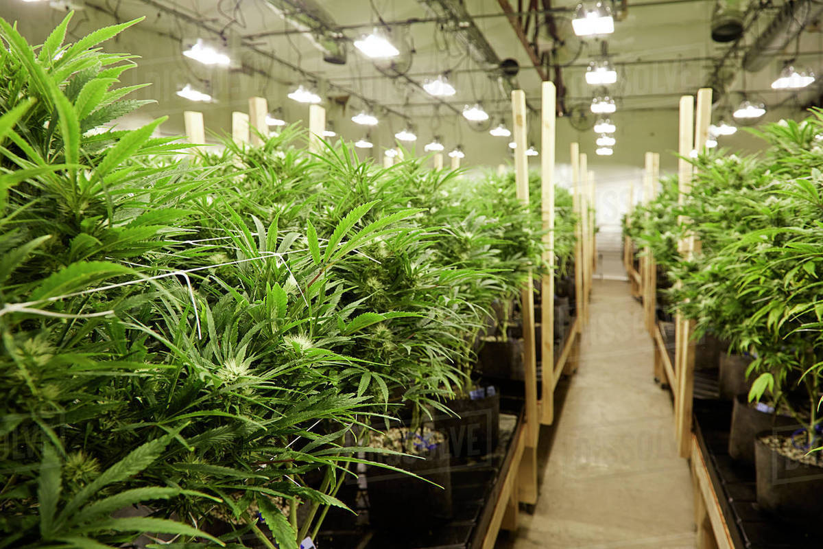 Cannabis plants growing in greenhouse - Stock Photo - Dissolve