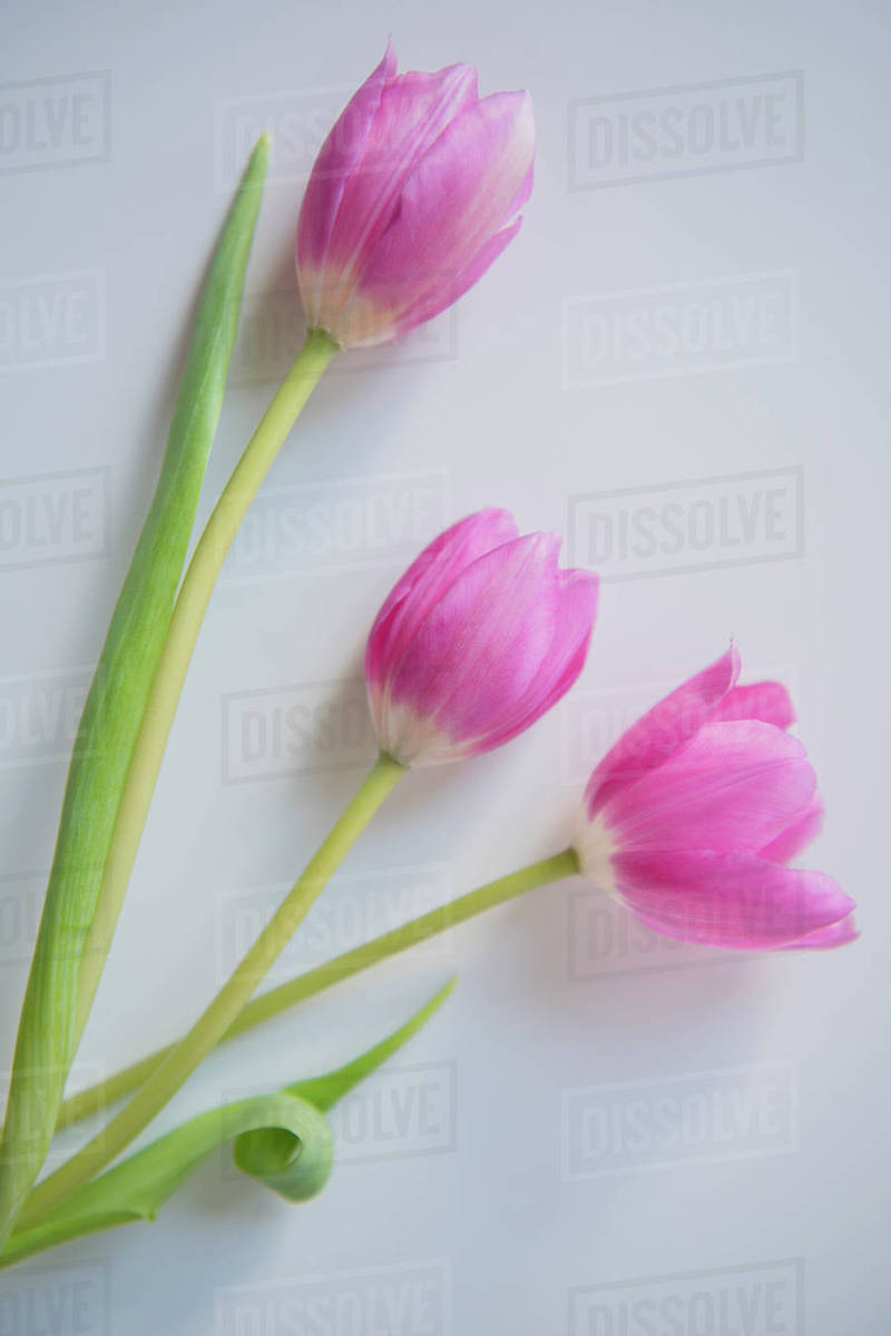 Three pink tulips - Royalty-free Stock Photo | Dissolve