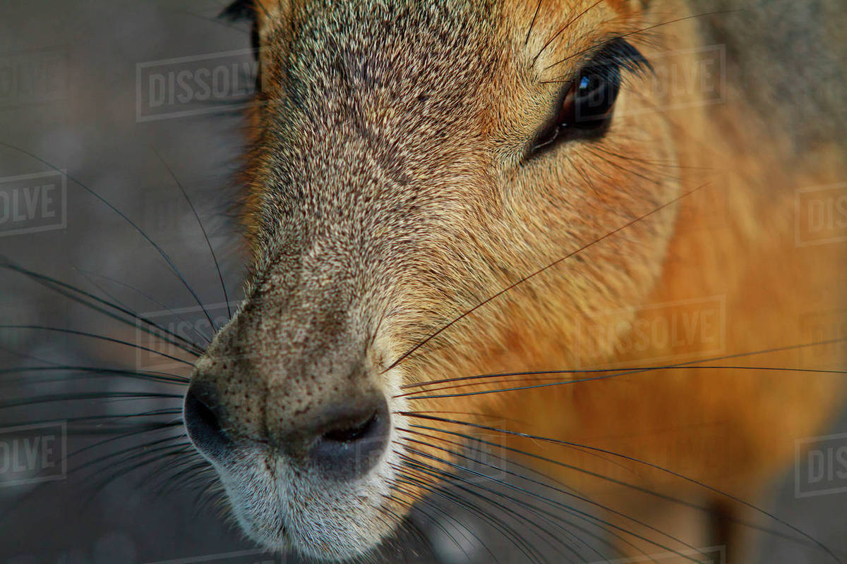 Close-up of nose of capybara - Stock Photo - Dissolve
