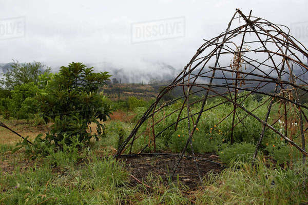 Wood teepee frame in organic farm field - Royalty-free Stock Photo ...
