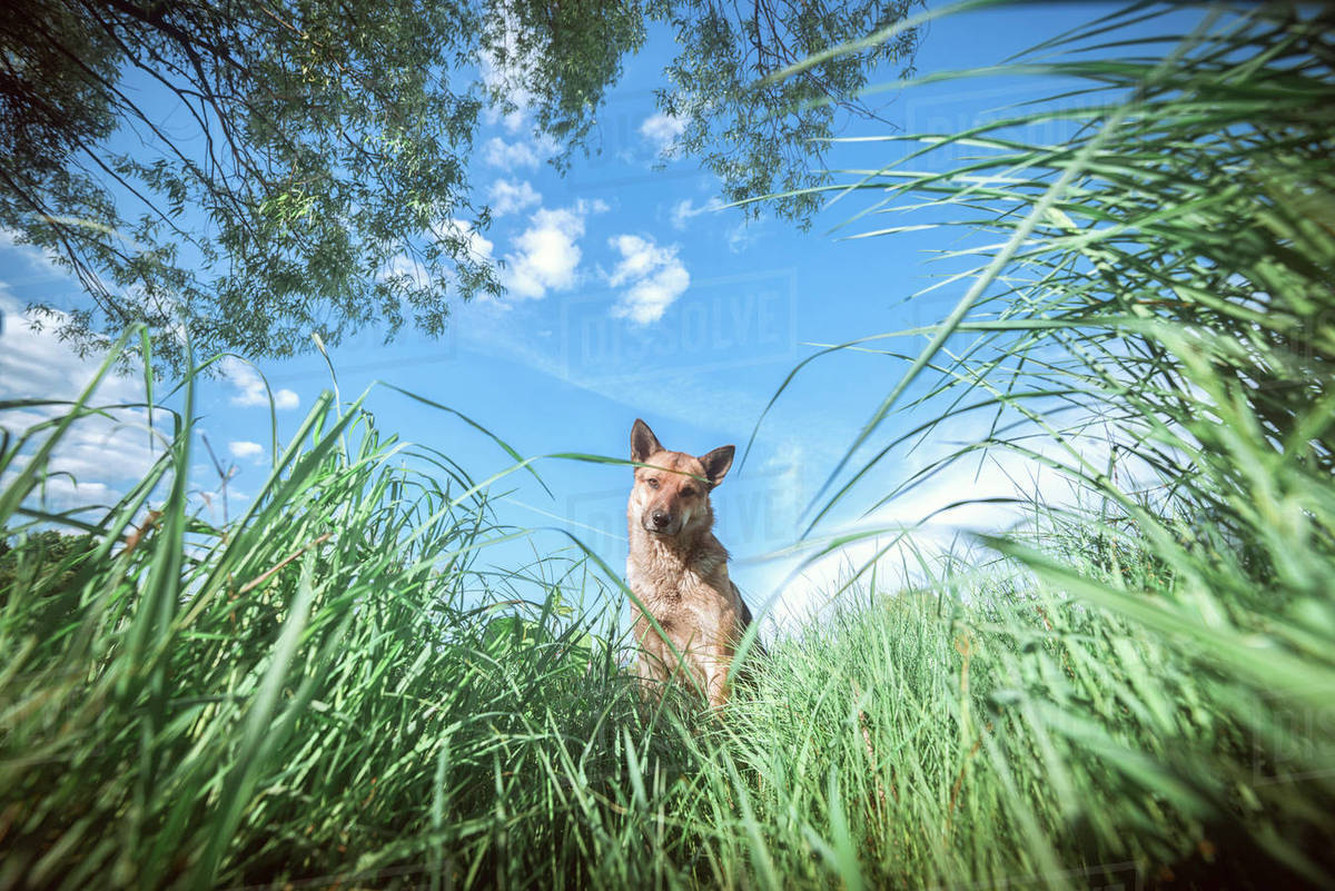 Portrait of dog looking down at grass - Royalty-free Stock Photo | Dissolve