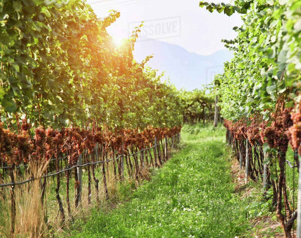 Row in vineyard - Royalty-free Stock Photo | Dissolve