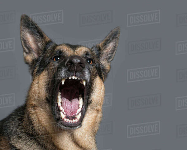 Fierce dog baring teeth - Royalty-free Stock Photo | Dissolve