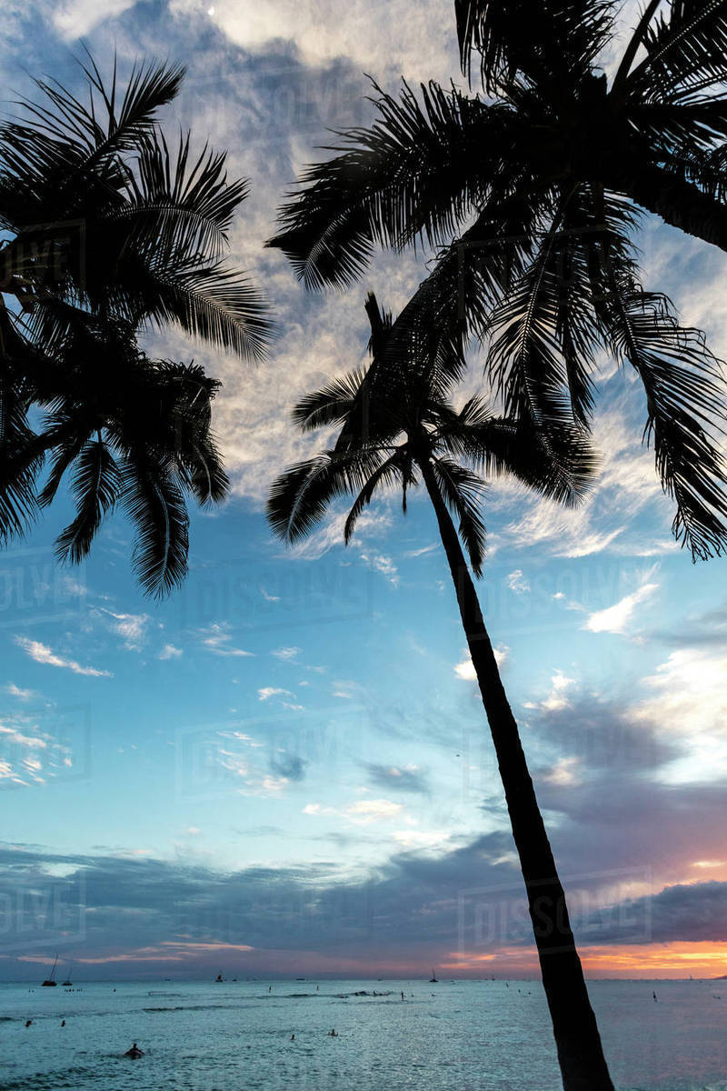 Palm trees near ocean at sunset - Royalty-free Stock Photo | Dissolve