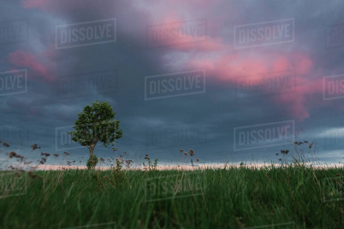 Tree in the grass under dramatic sky - Royalty-free Stock Photo | Dissolve