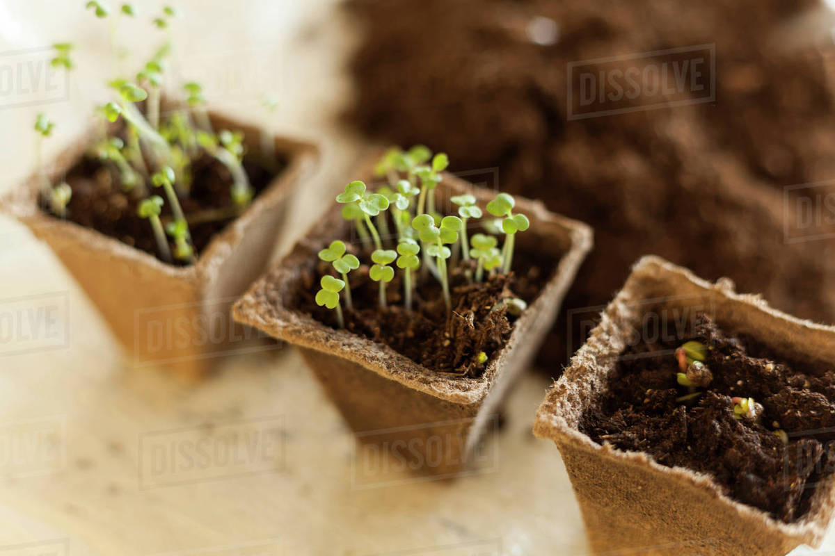 Seedlings in soil - Stock Photo - Dissolve