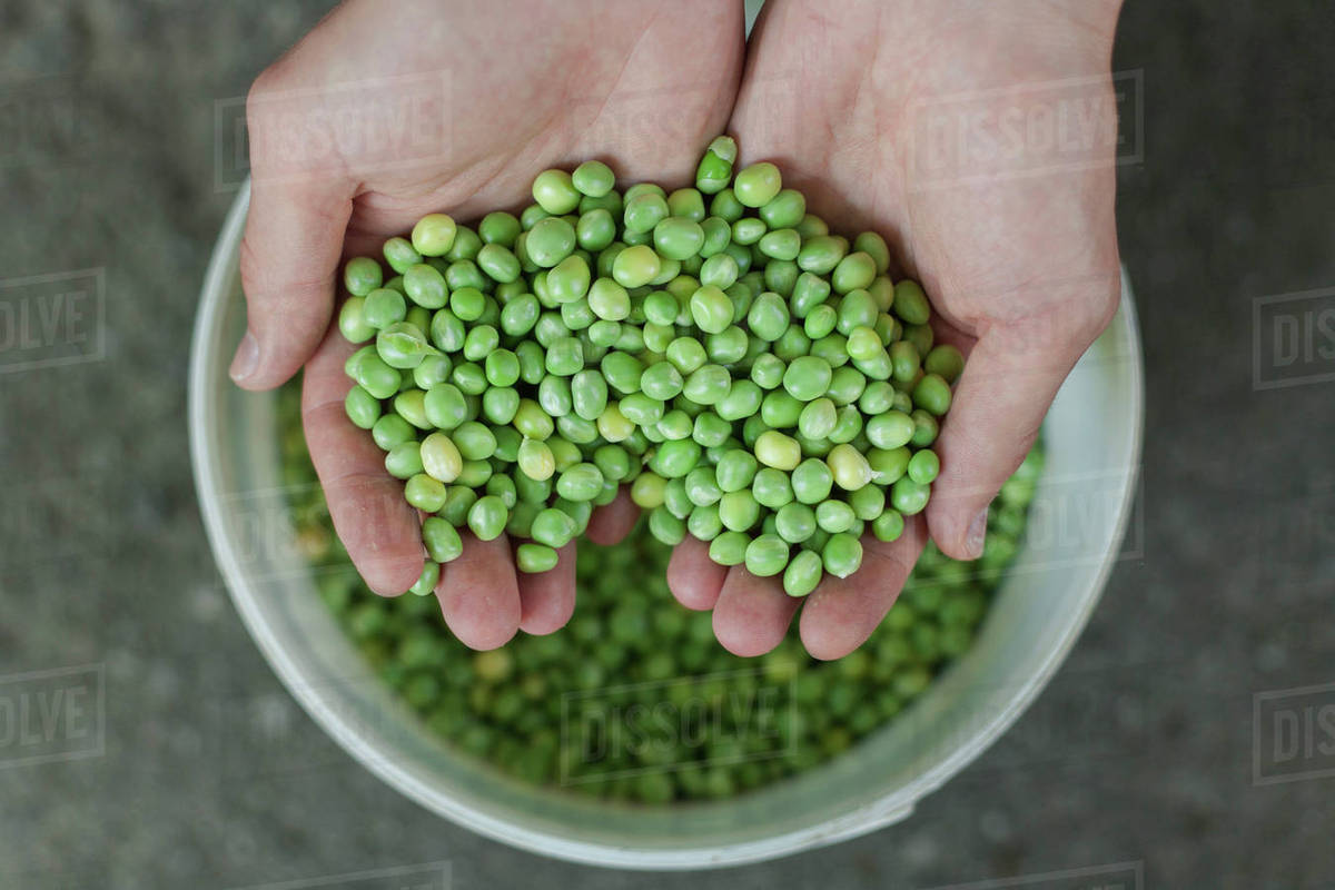 Hands holding green peas - Royalty-free Stock Photo | Dissolve