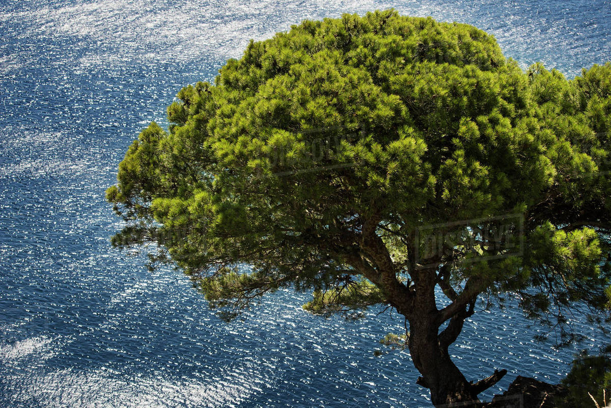 Tree overlooking water - Royalty-free Stock Photo | Dissolve