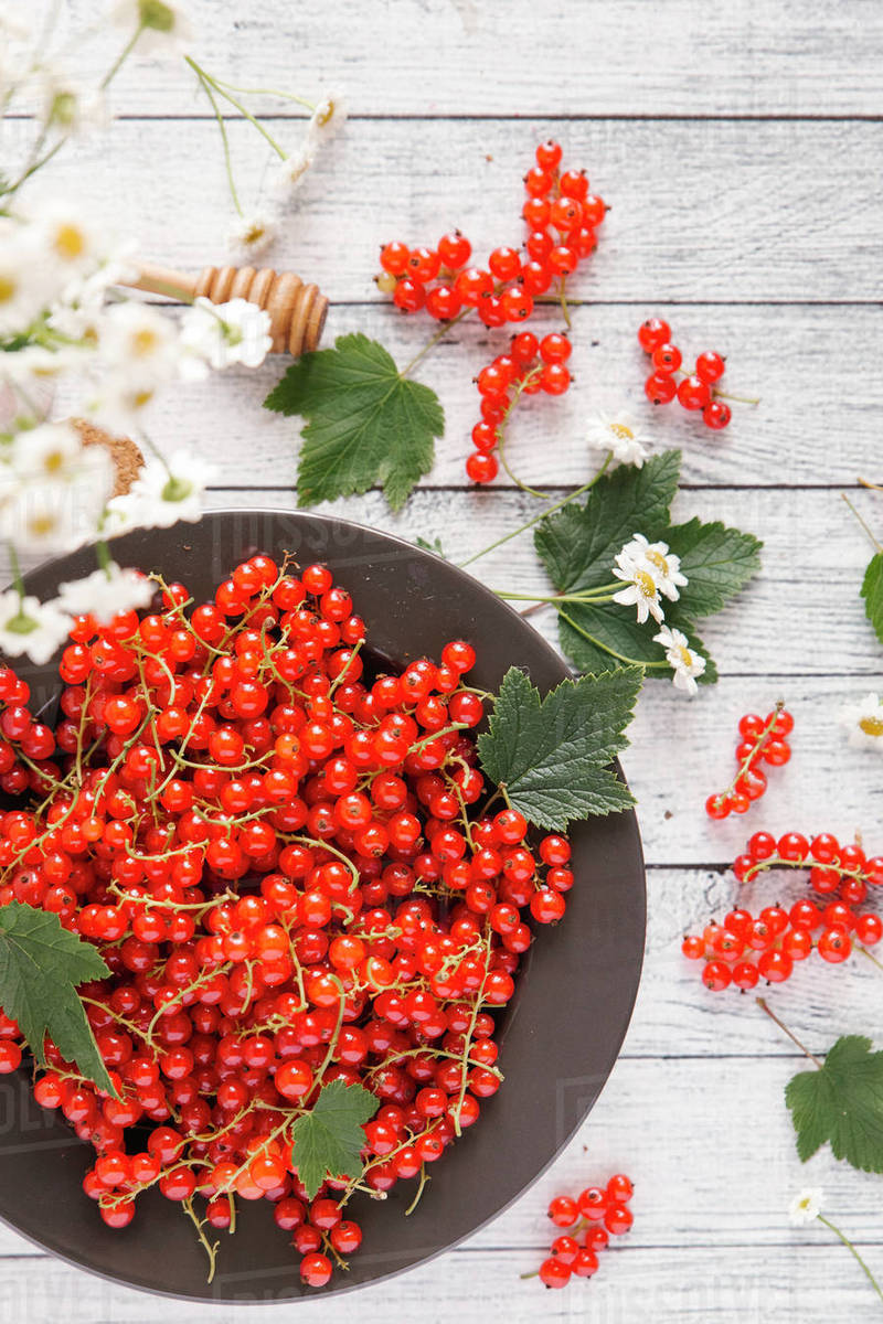 Red berries and leaves on table with flowers - Stock Photo - Dissolve