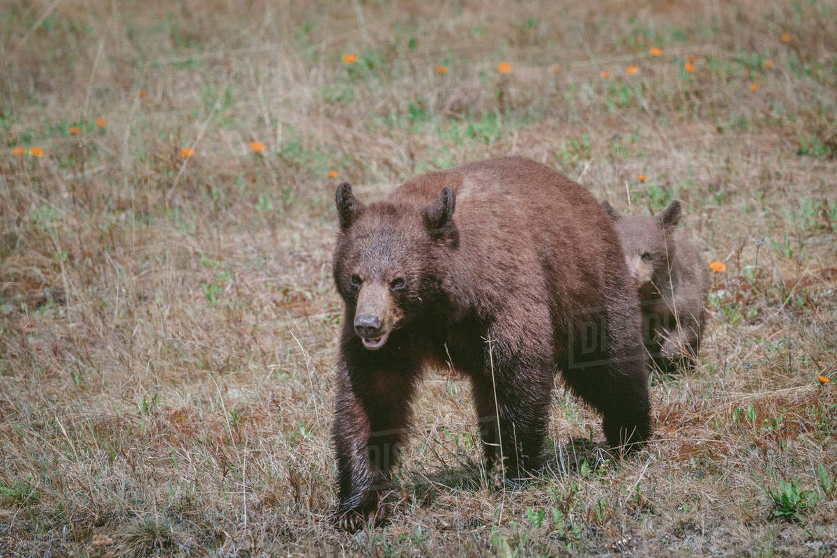 Bears walking in field - Stock Photo - Dissolve