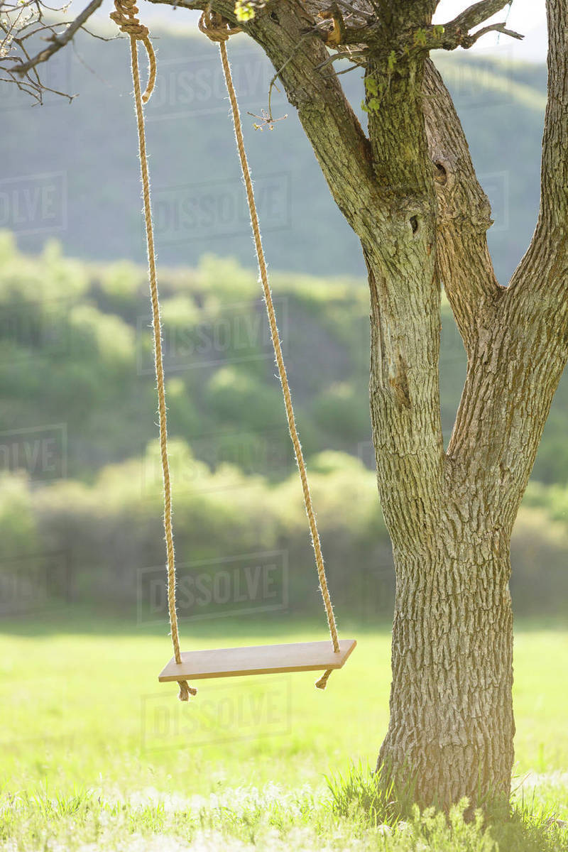 Tree swing - Stock Photo - Dissolve