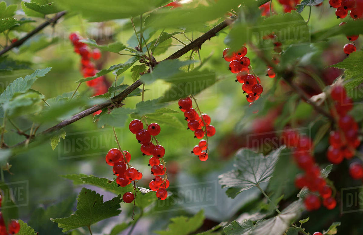 Close up of berries on branch - Stock Photo - Dissolve