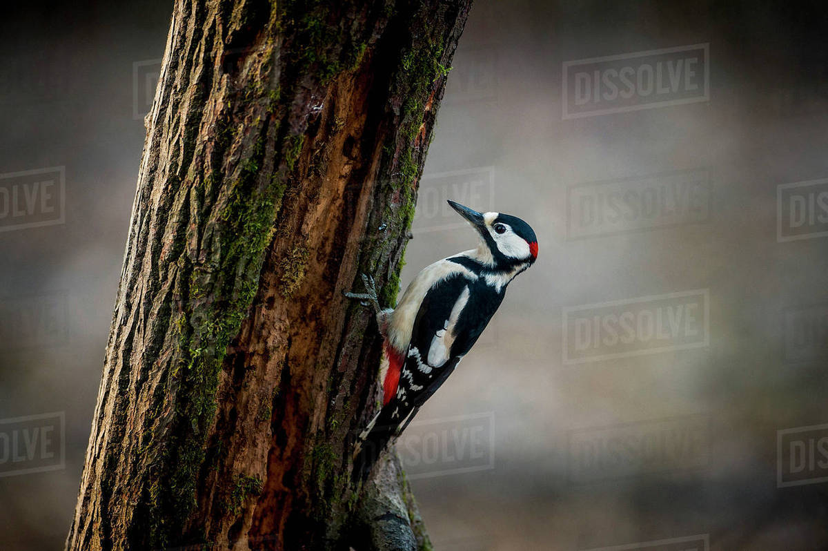 Woodpecker on tree - Royalty-free Stock Photo | Dissolve