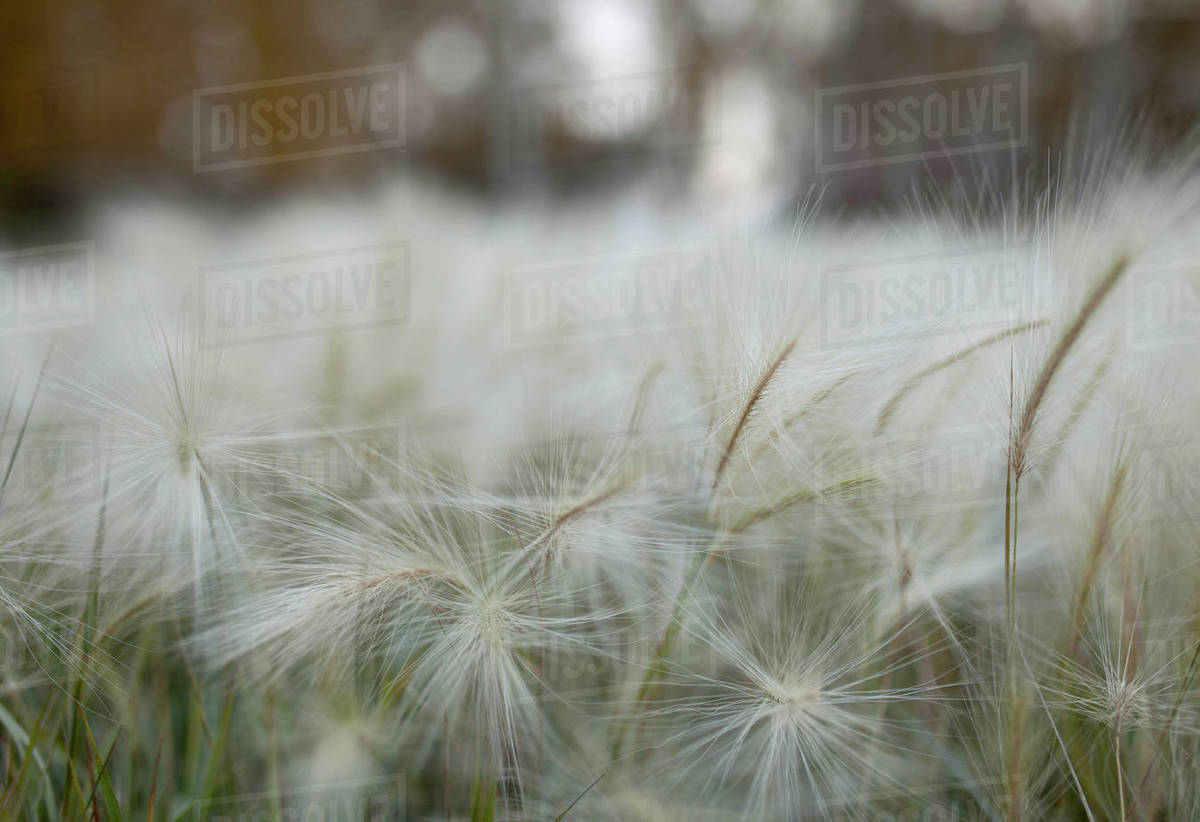 Close up of hay seeds - Royalty-free Stock Photo | Dissolve