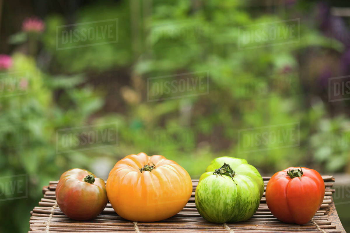 Colorful heirloom tomatoes on table outdoors - Stock Photo - Dissolve