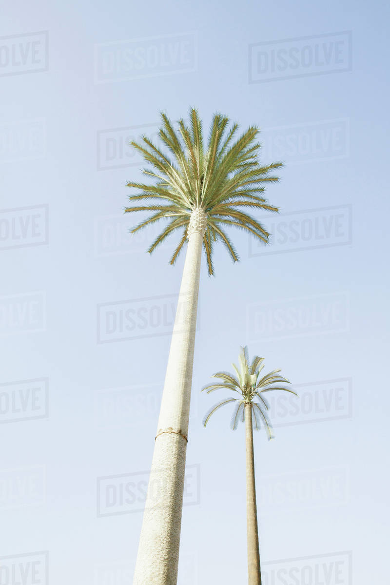 Low angle view of palm trees under blue sky - Royalty-free Stock Photo ...