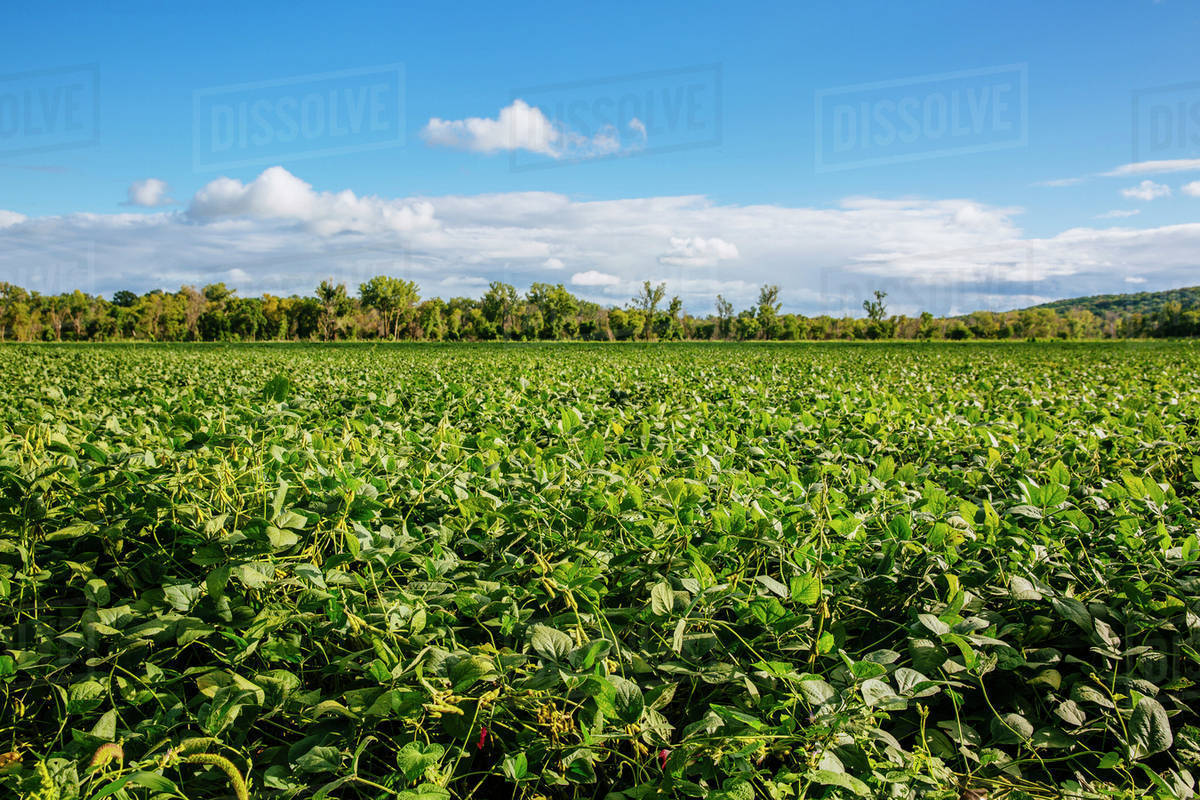 Crops growing in rural field under blue sky - Royalty-free Stock Photo ...