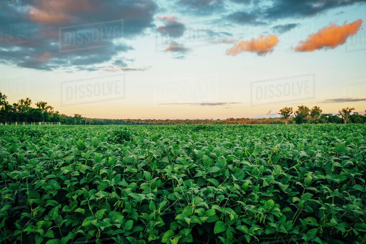 Crop field under sunrise sky in rural landscape - Royalty-free Stock ...
