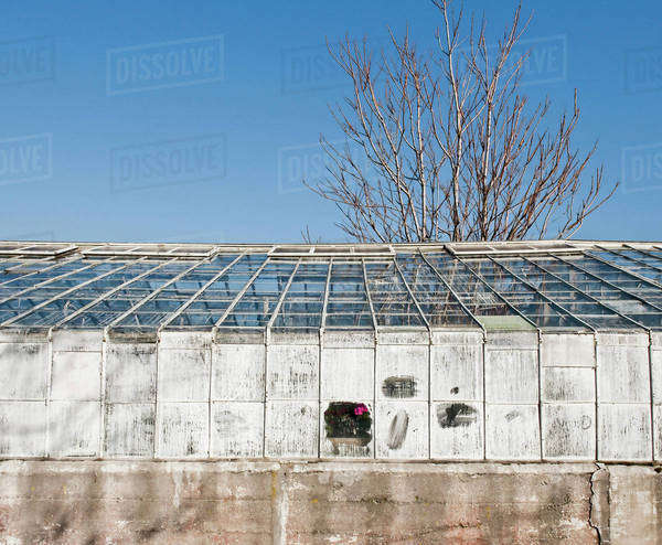 Whitewashed Windows on a Greenhouse - Stock Photo - Dissolve