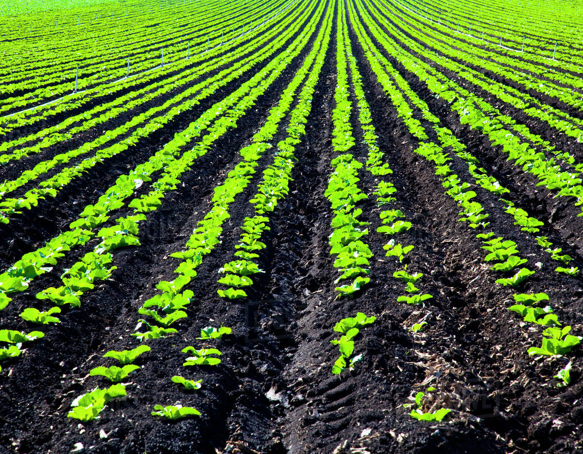 Rows of Planted Crops - Stock Photo - Dissolve