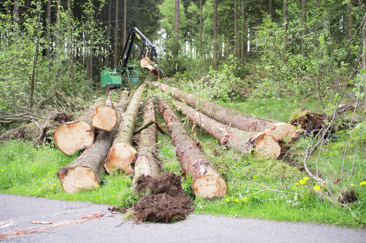 Logging in a forest - Royalty-free Stock Photo | Dissolve