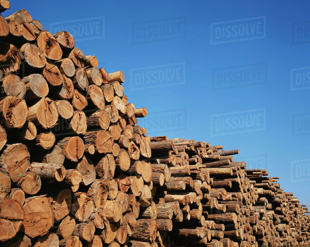Stacked logs - Royalty-free Stock Photo | Dissolve