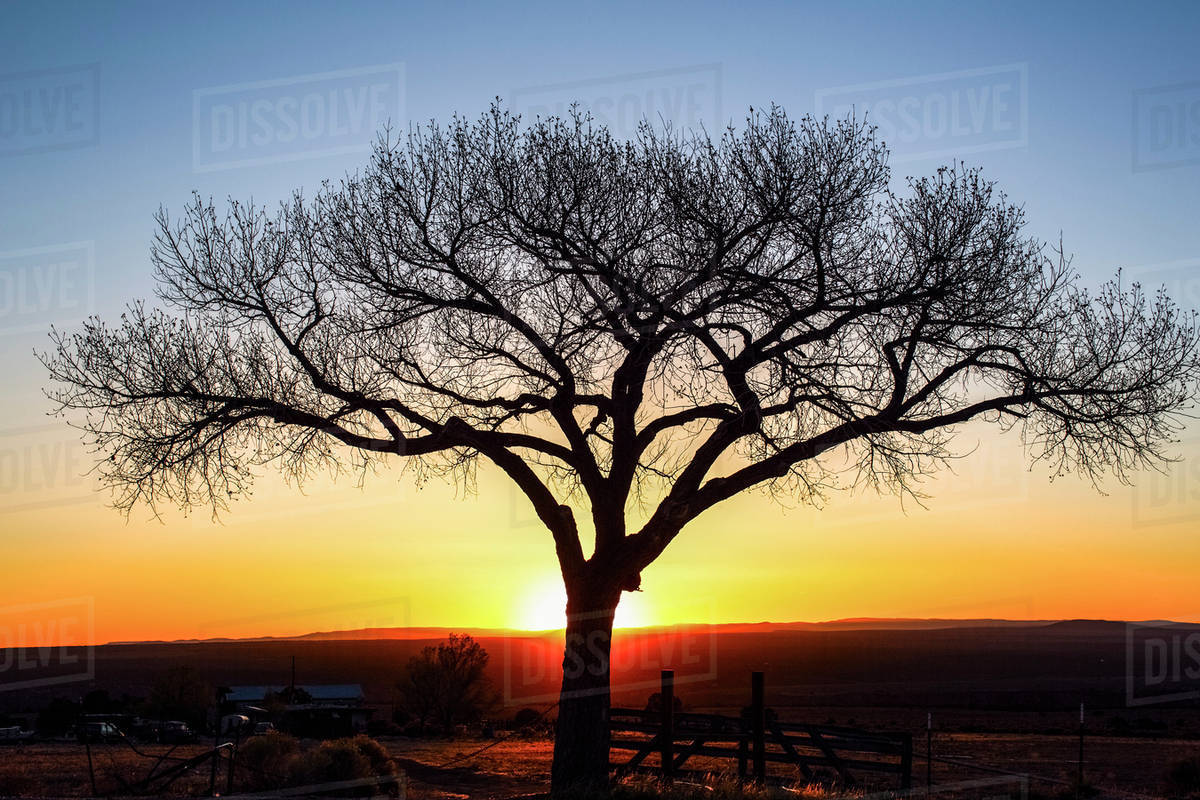 Silhouette of tree against sunset sky in rural landscape - Stock Photo ...