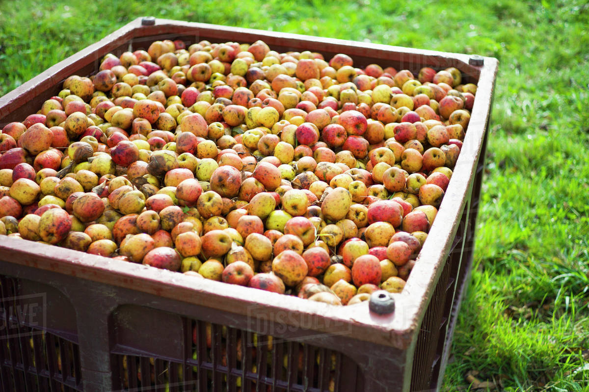 Wooden crate of apples in field - Royalty-free Stock Photo | Dissolve