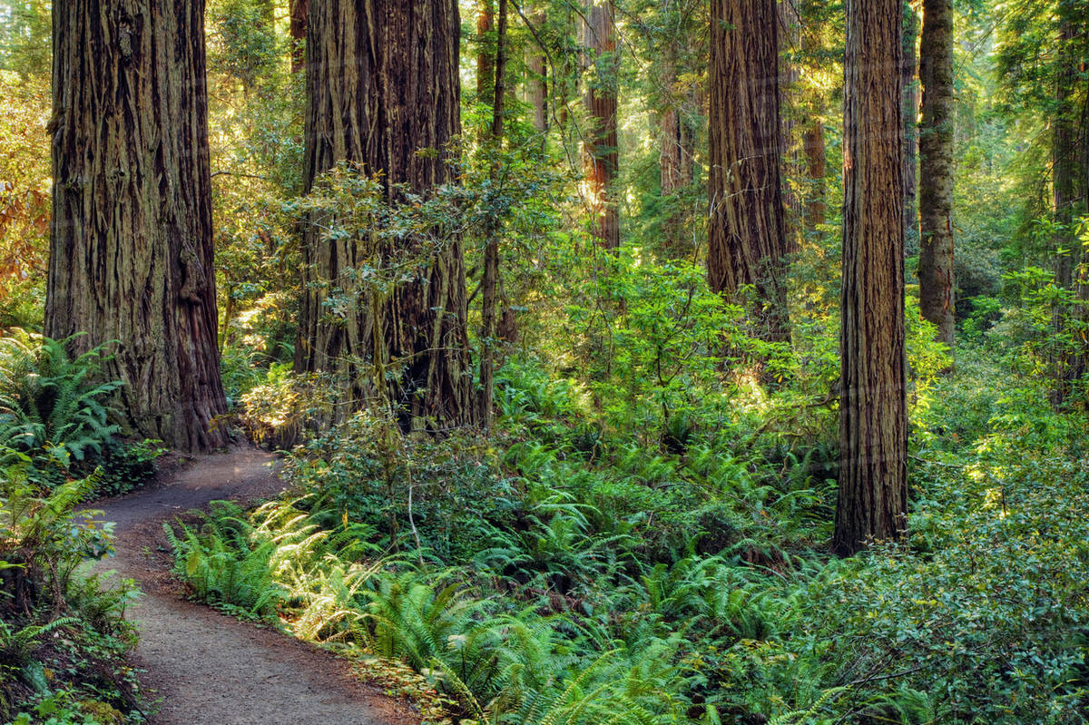 Dirt path in forest - Royalty-free Stock Photo | Dissolve