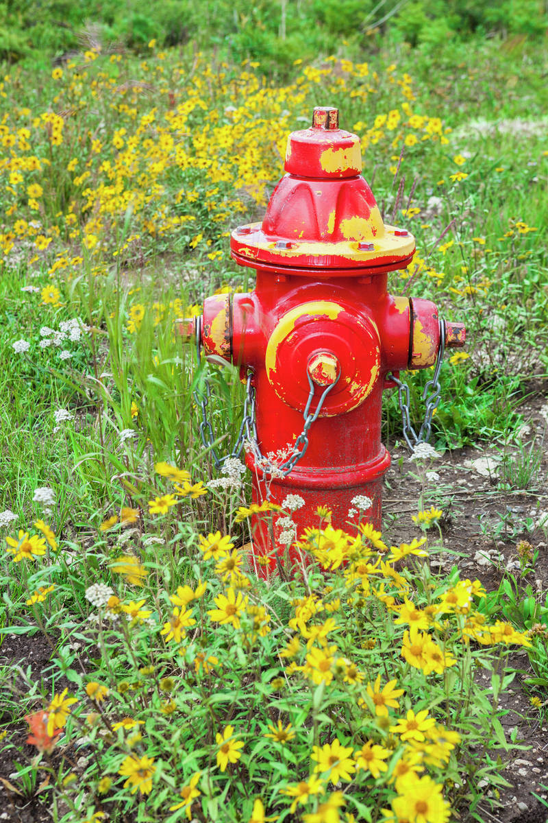 Red fire hydrant in field of flowers - Royalty-free Stock Photo | Dissolve