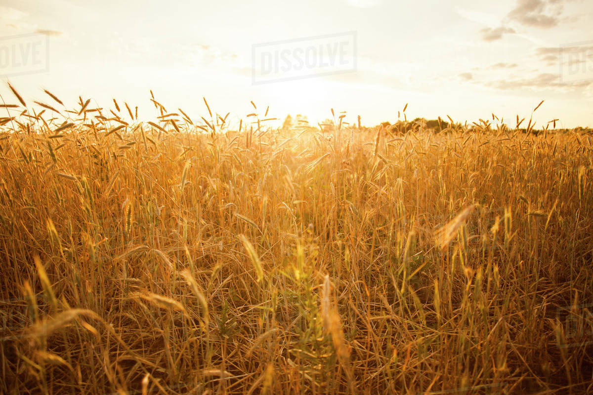 Tall stalks of wheat in crop field - Royalty-free Stock Photo | Dissolve
