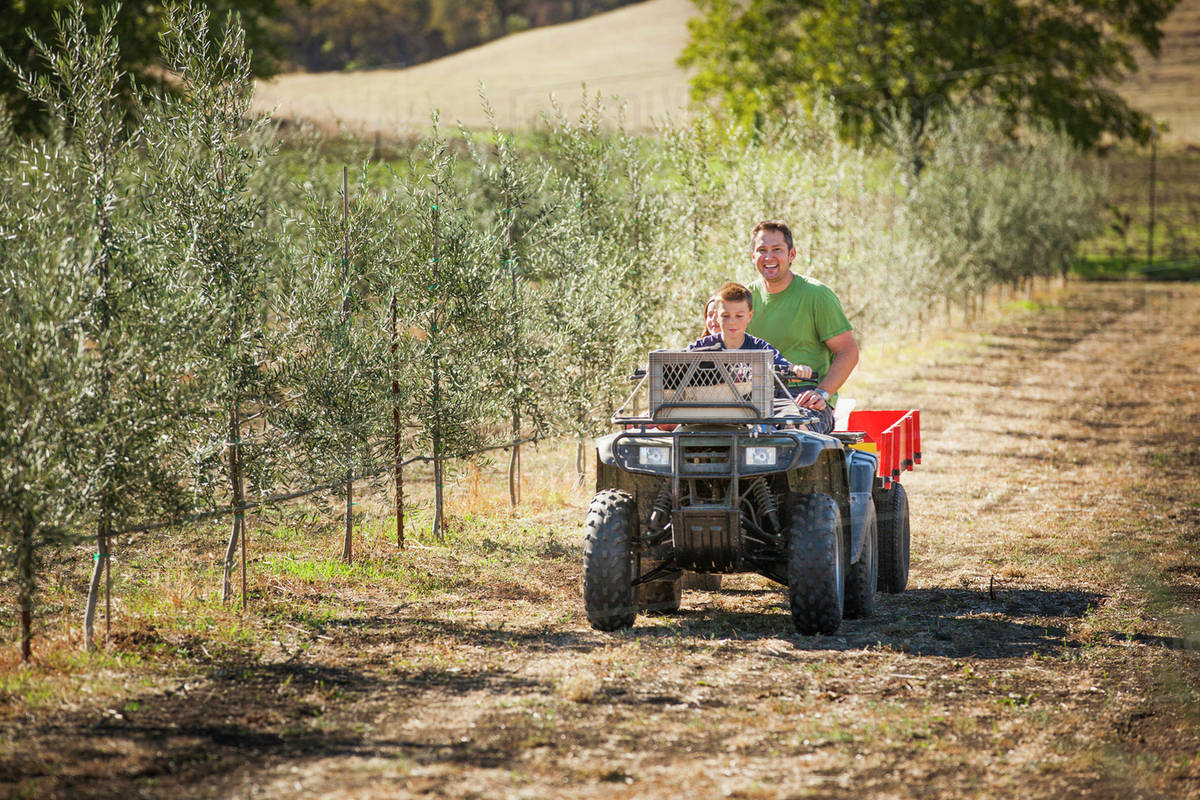 Father driving son on four wheeler in olive grove - Royalty-free Stock ...