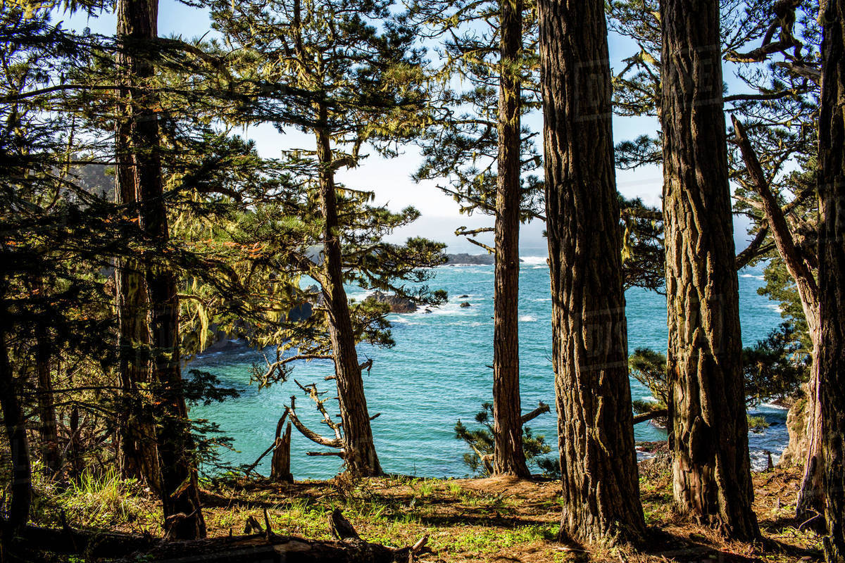 Trees growing on cliff over ocean - Royalty-free Stock Photo | Dissolve