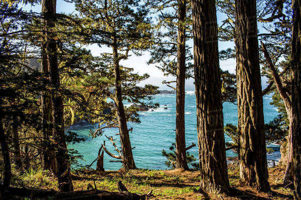 Trees growing on cliff over ocean - Royalty-free Stock Photo | Dissolve