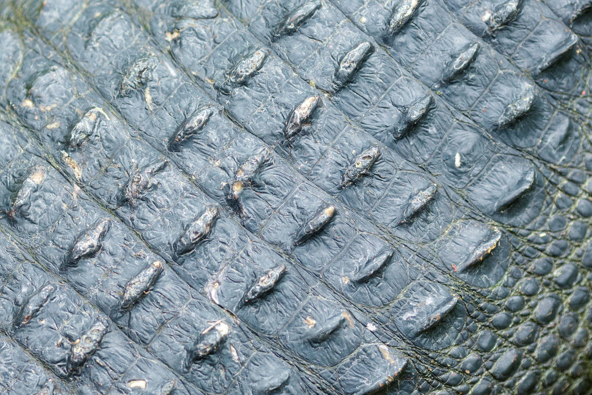 Close up of rough alligator skin - Royalty-free Stock Photo | Dissolve