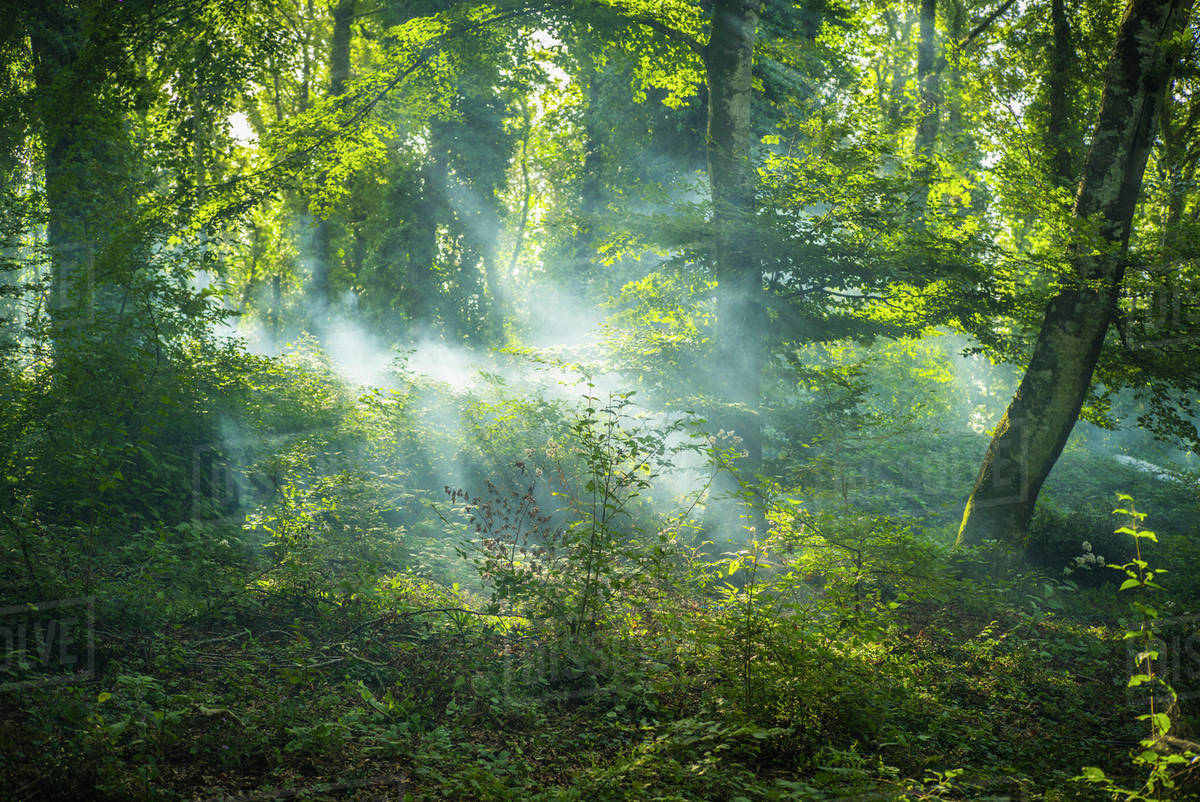 Sunbeams through tree branches in forest - Stock Photo - Dissolve