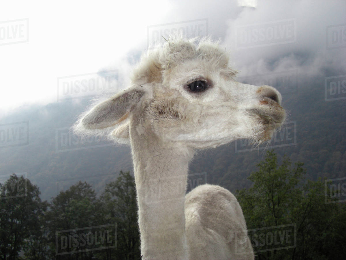 Close up of llama standing near mountain - Royalty-free Stock Photo ...