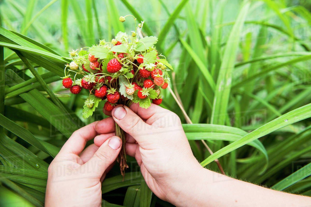 Close up of hands holding strawberry buds - Royalty-free Stock Photo ...
