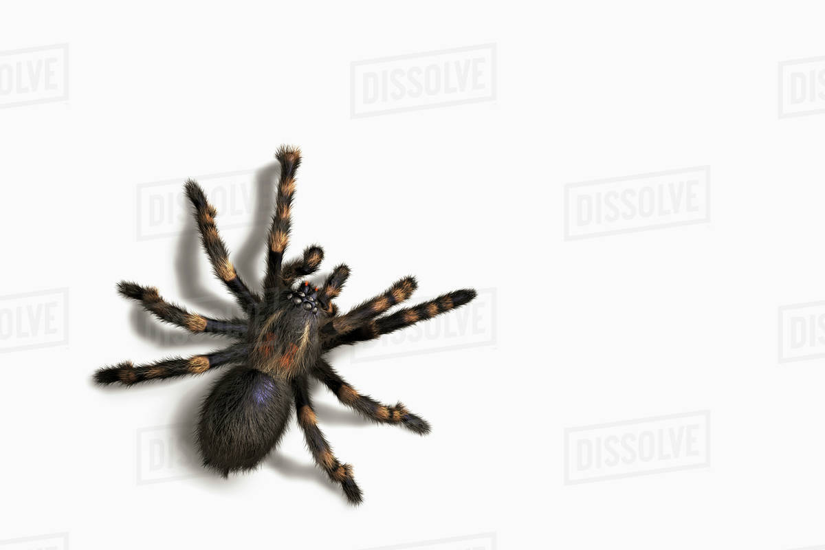 Close up of tarantula crawling - Royalty-free Stock Photo | Dissolve