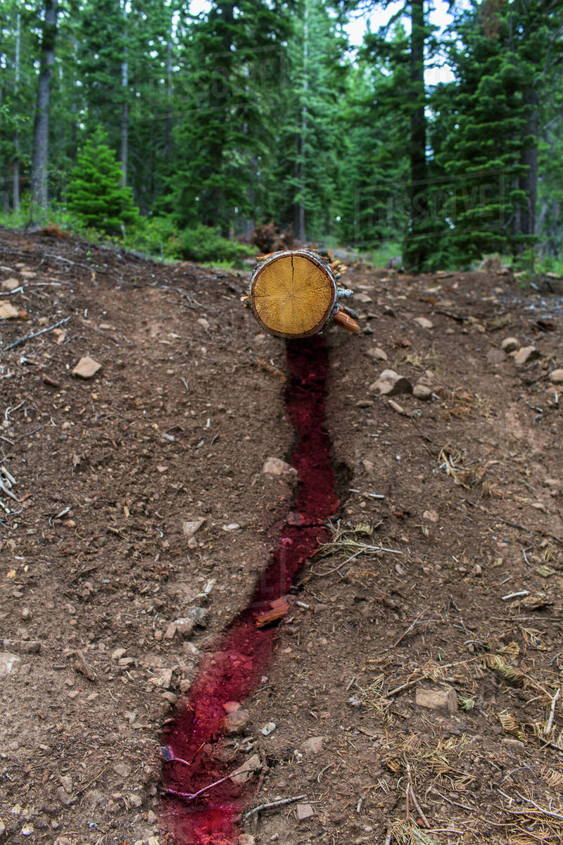 Cut tree log bleeding in forest - Royalty-free Stock Photo | Dissolve