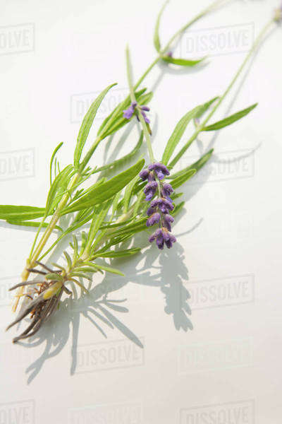 Munstead flower or lavender - Stock Photo - Dissolve