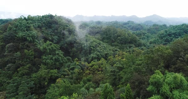 Aerial view of drone flying in the bamboo forest mountains, 4k - 4K ...