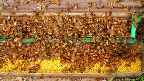 Slow motion of big swarm of honey bees flying around beehive in apiary ...