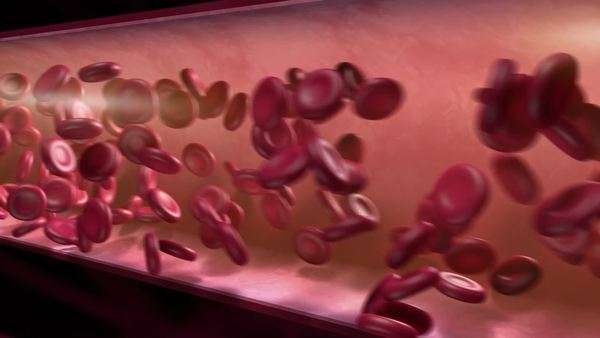 Animation of red blood cells flowing through a blood vessel - Stock ...